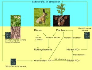 Hoofdelementen 1 – NCM